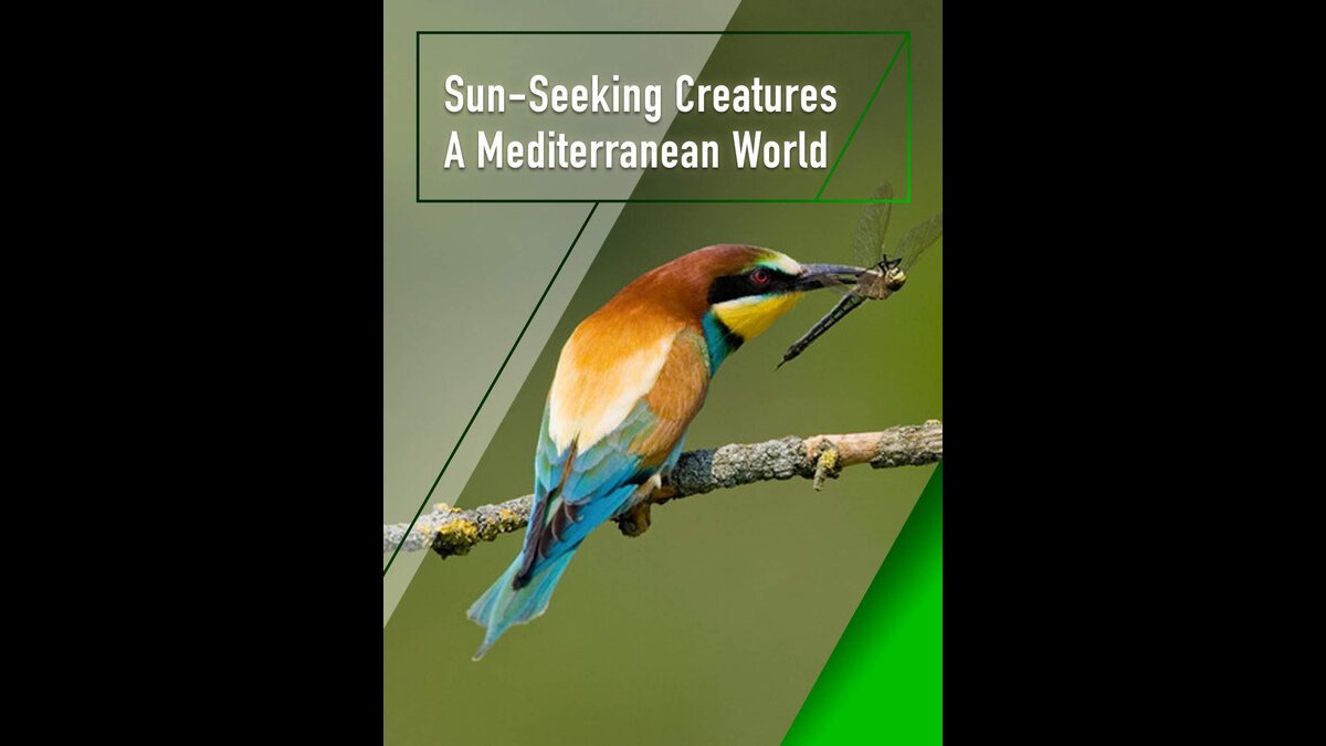Sun-Seeking Creatures - A Mediterranean World - Streama online | TV.nu