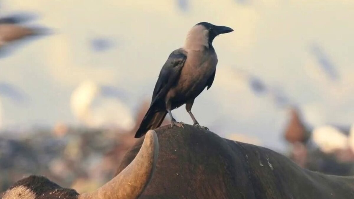 Crows - Nature Is Watching Us - Streama online | TV.nu