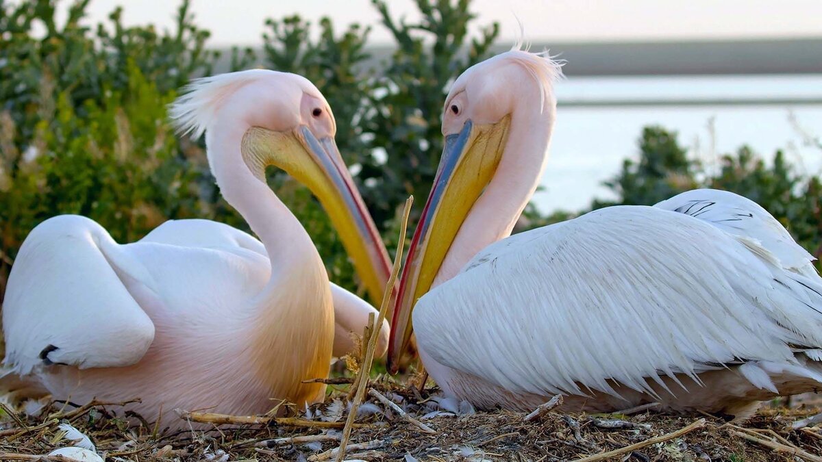 Die Pelikan-Insel - Geheimnis in Russlands Steppe | TV.nu